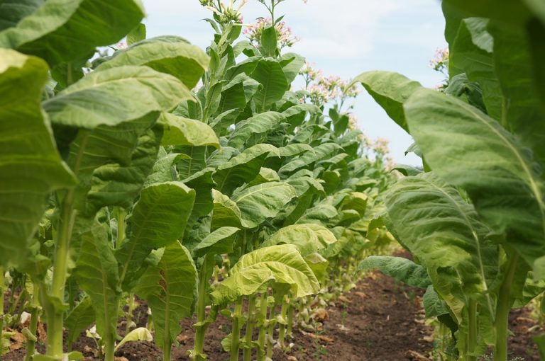 How to Grow Tobacco | Grow Guides