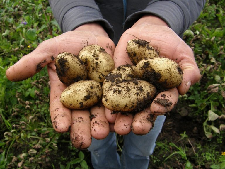 How to Grow Potatoes | Grow Guides